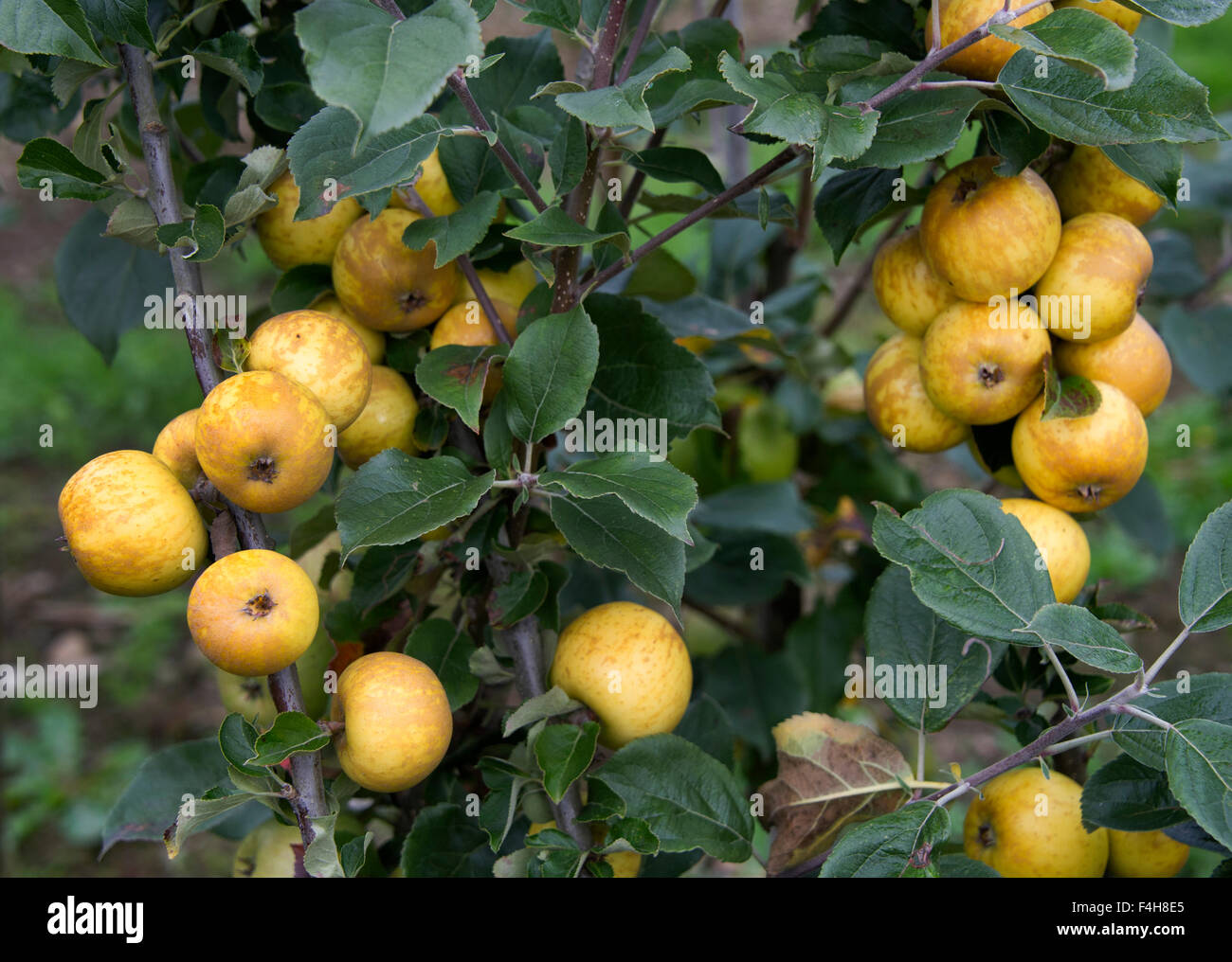 Puckrupp pippin -Fotos und -Bildmaterial in hoher Auflösung – Alamy