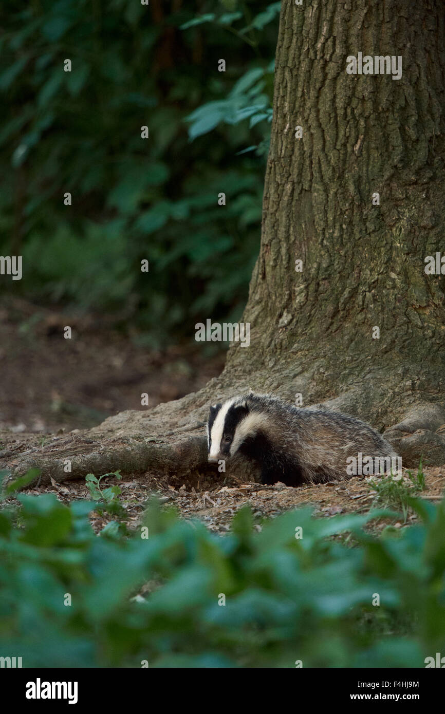 Dachs bilder -Fotos und -Bildmaterial in hoher Auflösung – Alamy