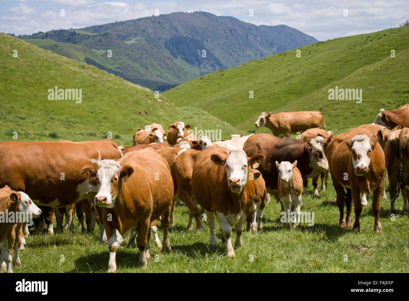 Vieh simmental kuh kalb feld -Fotos und -Bildmaterial in hoher ...