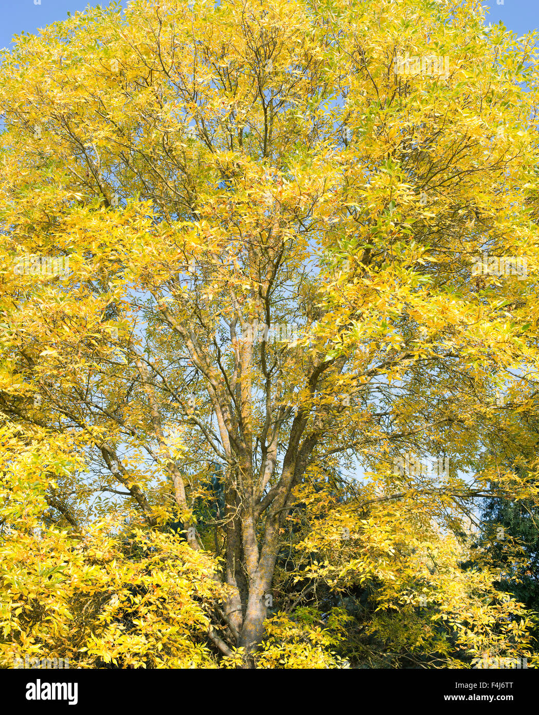 Ash tree leaf -Fotos und -Bildmaterial in hoher Auflösung - Seite 3 - Alamy