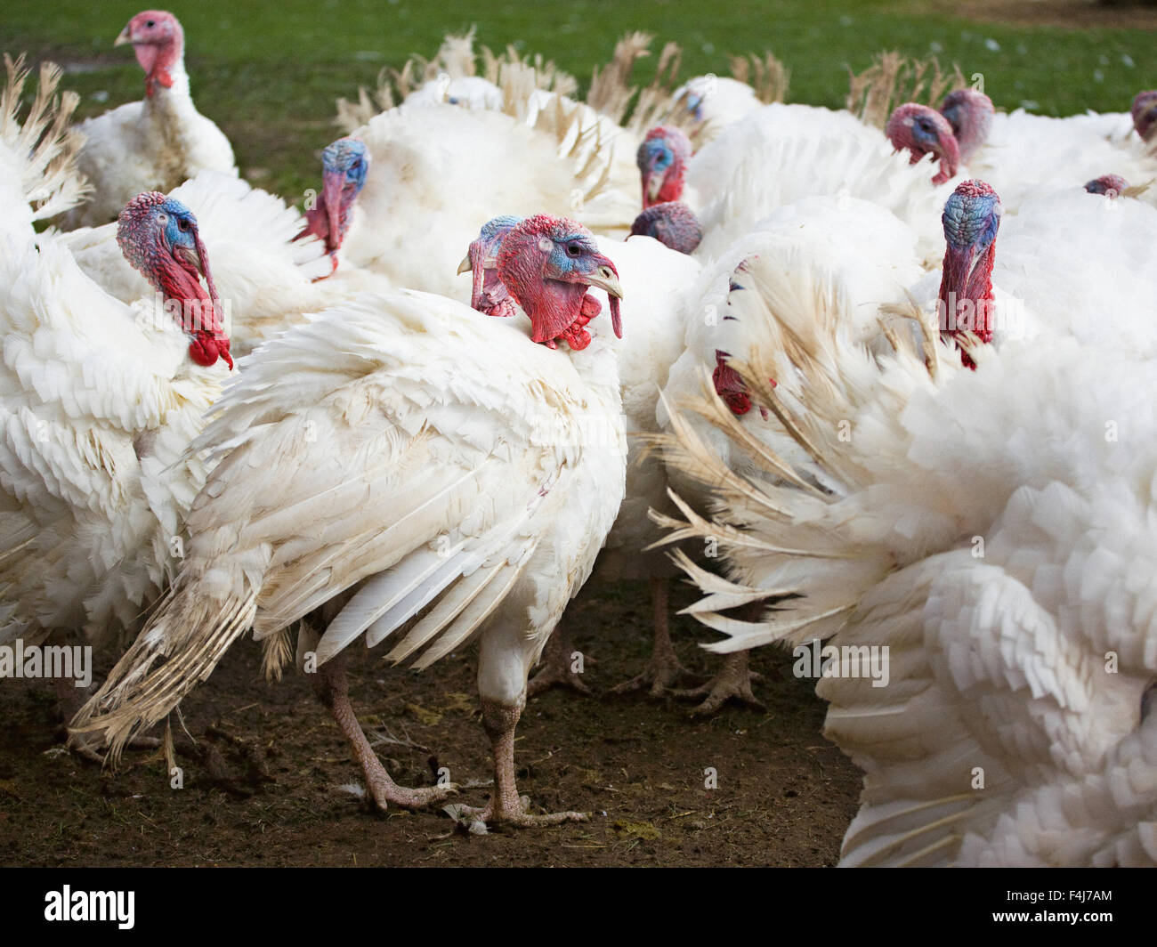 Schweden landwirtschaft -Fotos und -Bildmaterial in hoher Auflösung – Alamy