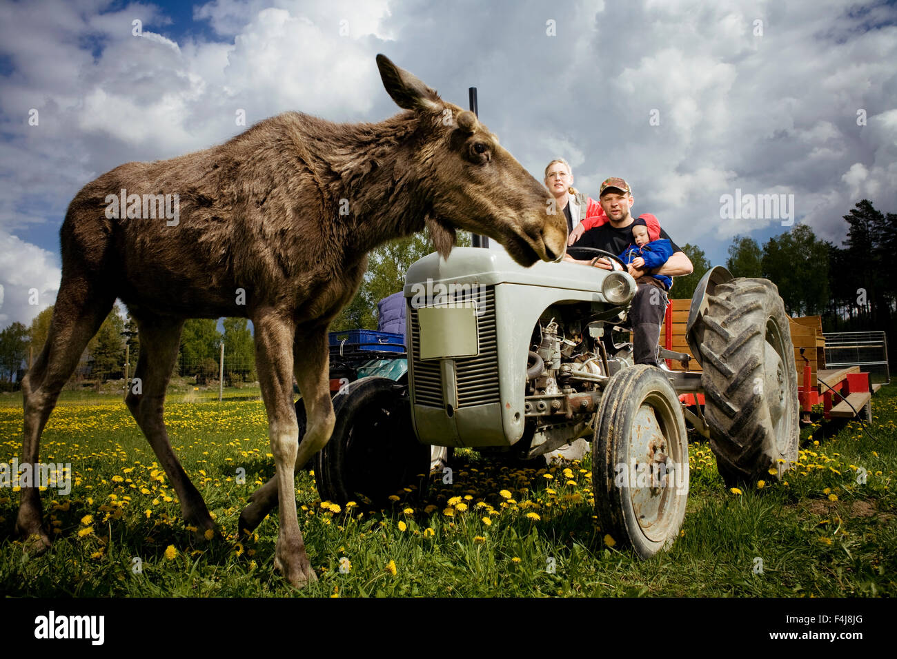 Elch familie -Fotos und -Bildmaterial in hoher Auflösung – Alamy