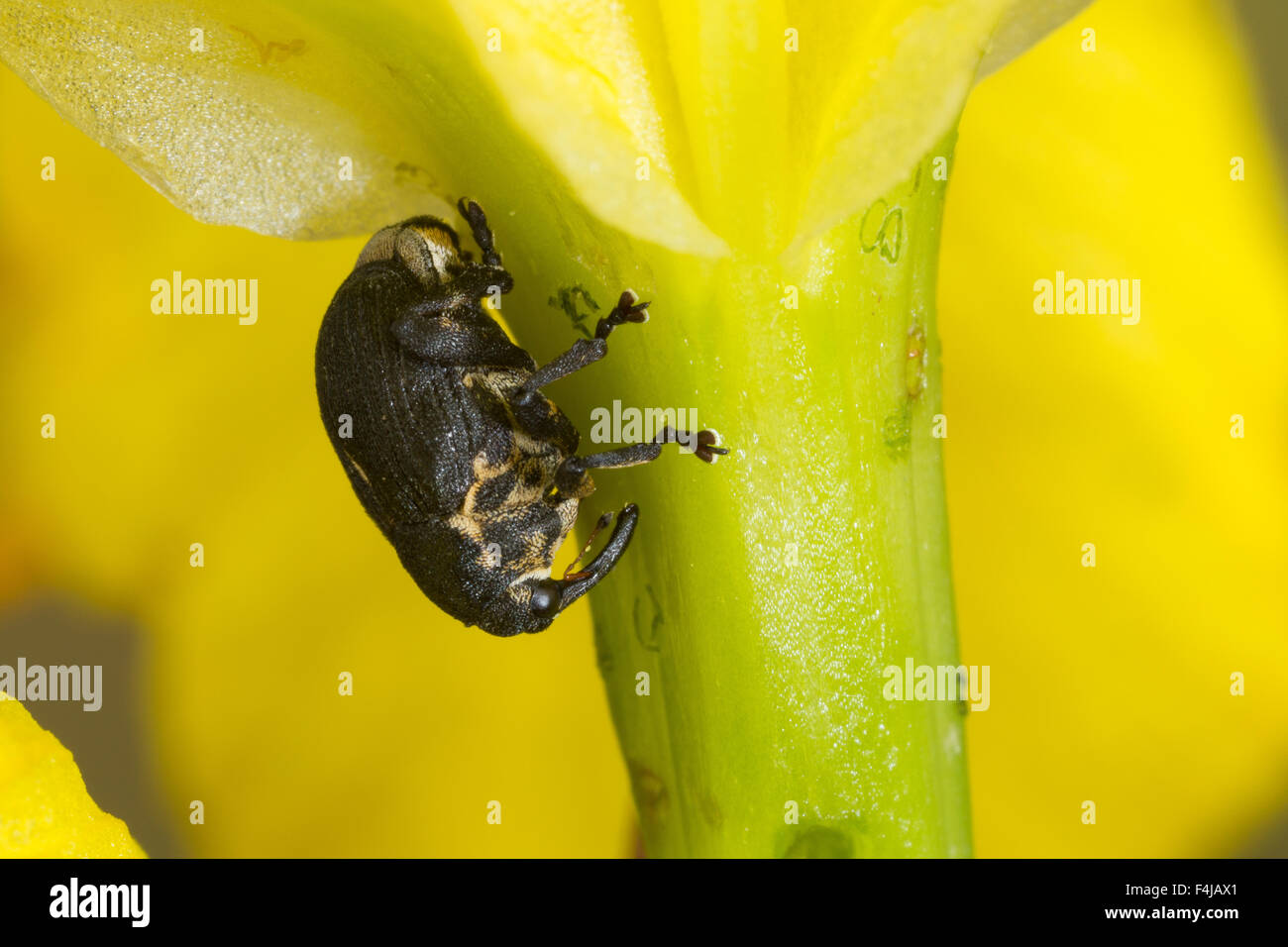 Iris Samen Rüsselkäfer, Schwertlilienrüssler, Irisrüssler ...