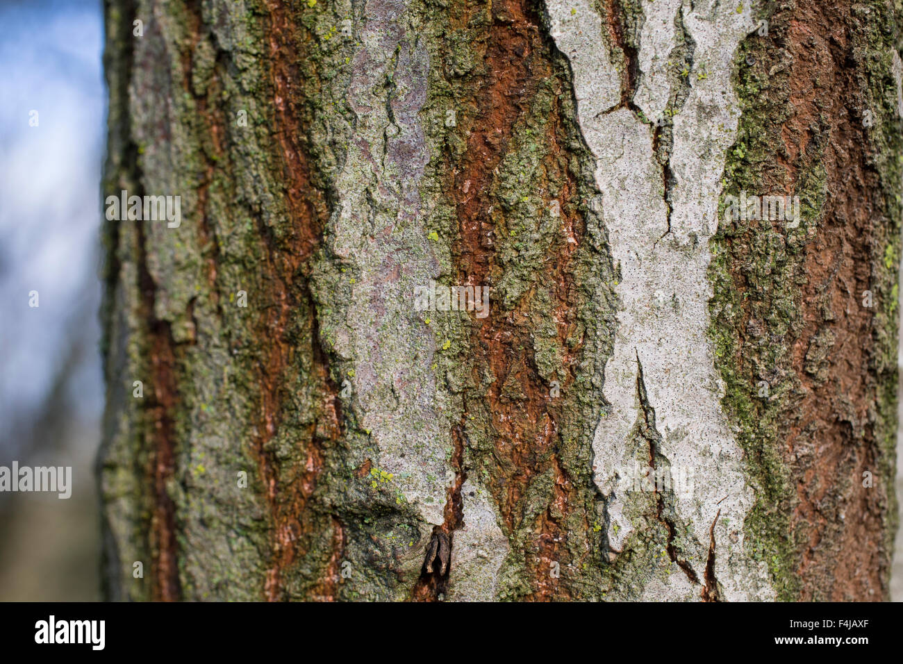 Aspen, Rinde, Schale, Zitterpappel, Zitter-Pappel, Pappel, Espe, Rinde ...
