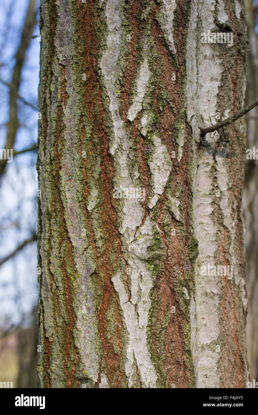 Aspen, Rinde, Schale, Zitterpappel, Zitter-Pappel, Pappel, Espe, Rinde ...