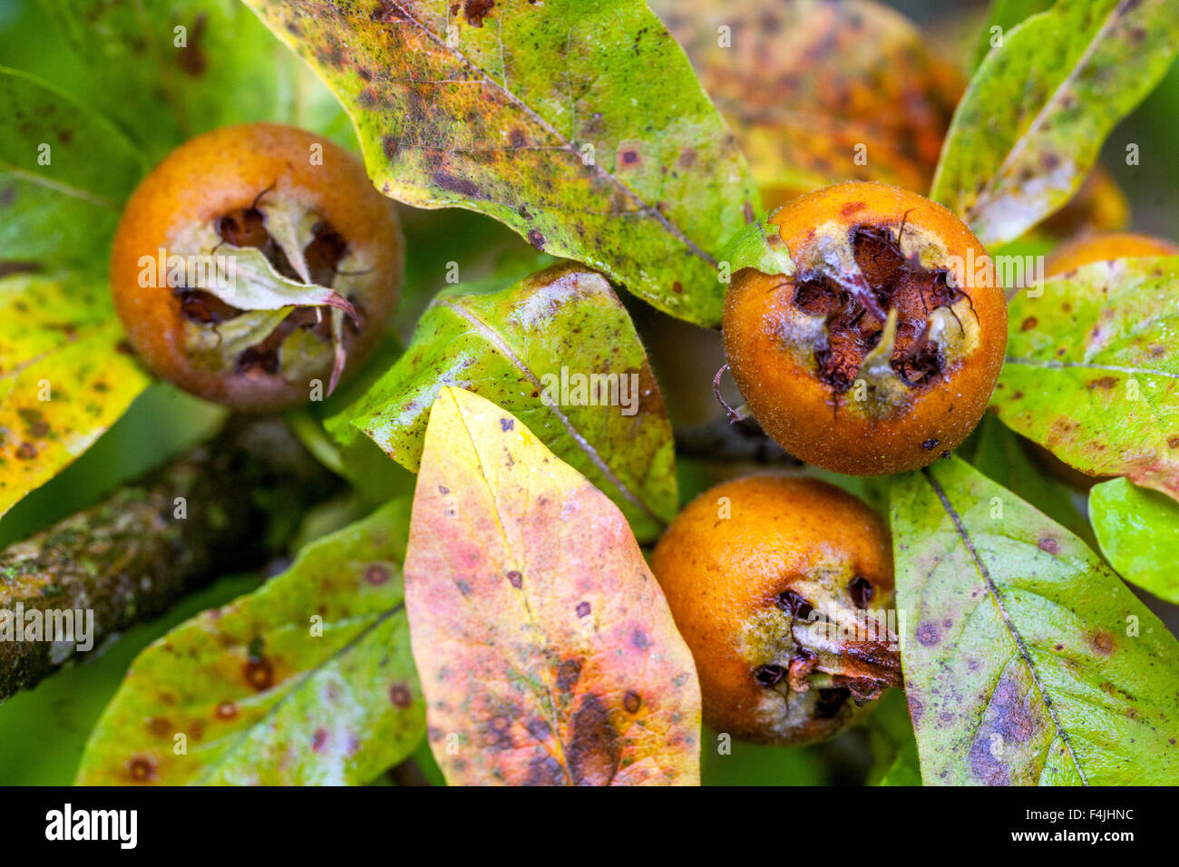 Mespilus Germanica Stockfotos und -bilder Kaufen - Alamy