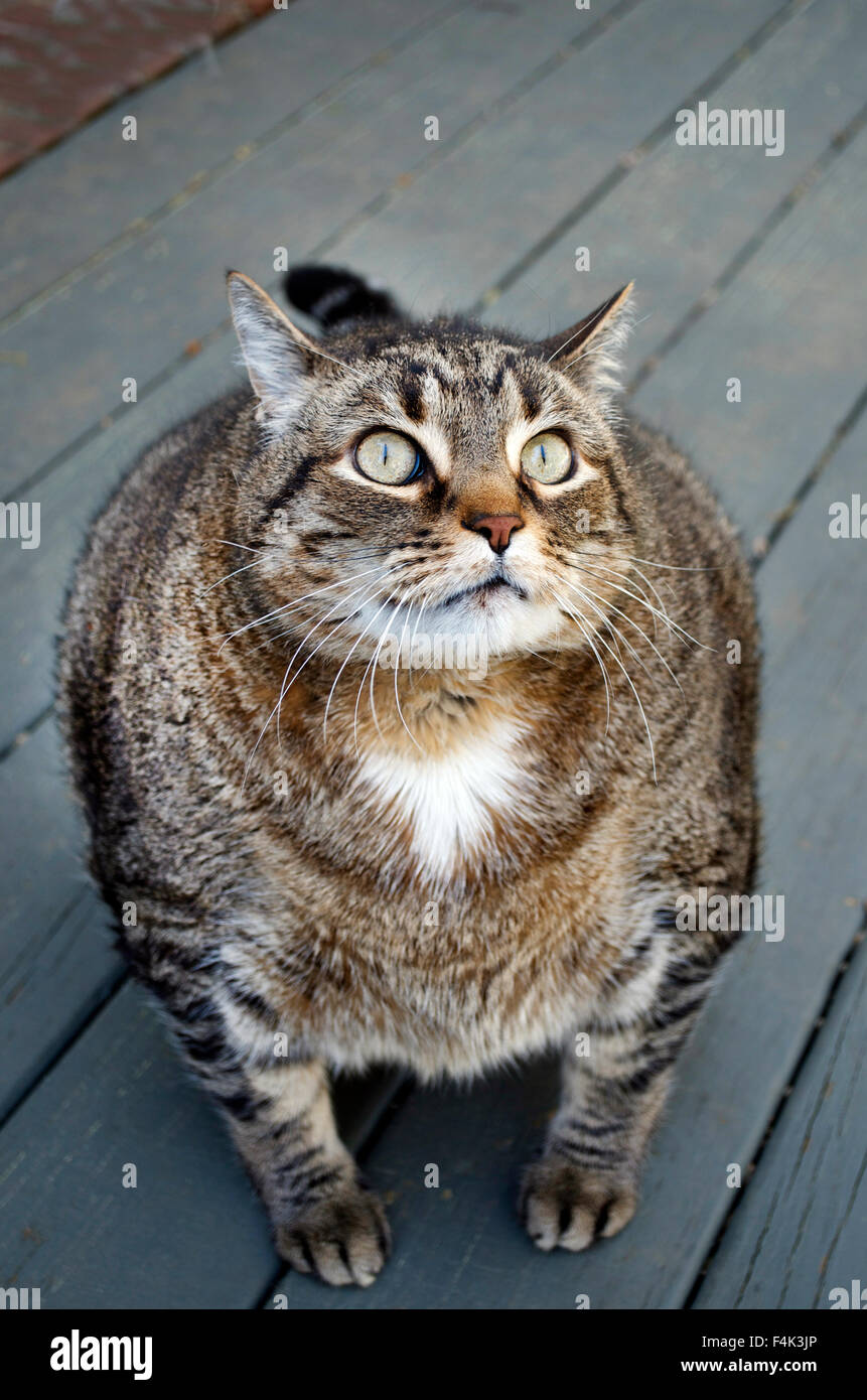 Huge cat -Fotos und -Bildmaterial in hoher Auflösung – Alamy
