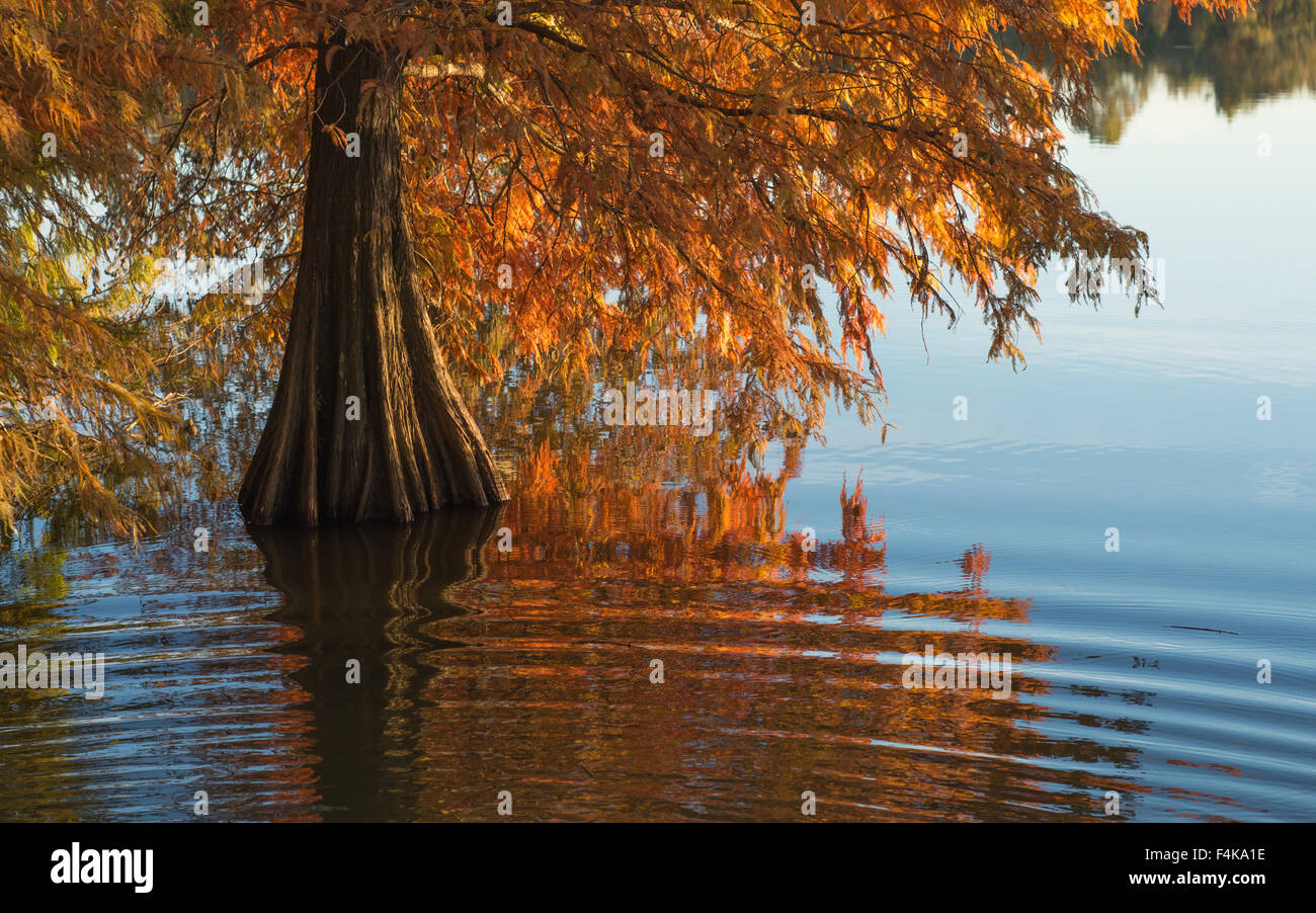 Swamp tree -Fotos und -Bildmaterial in hoher Auflösung – Alamy