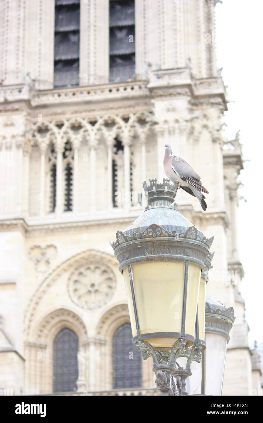 Pariser Taube Stockfotos und -bilder Kaufen - Alamy