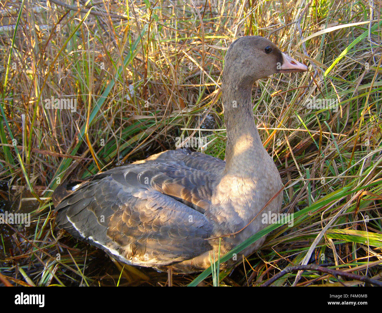 Wildgans hautnah auf einer Wiese Stockfotografie - Alamy