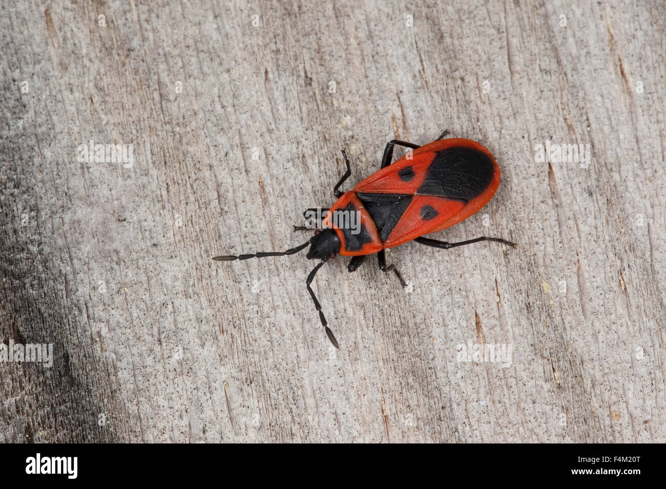 Pyrrhocorid bug, Red Bug, Firebug, Feuerwanze, Mittelmeer-Feuerwanze ...