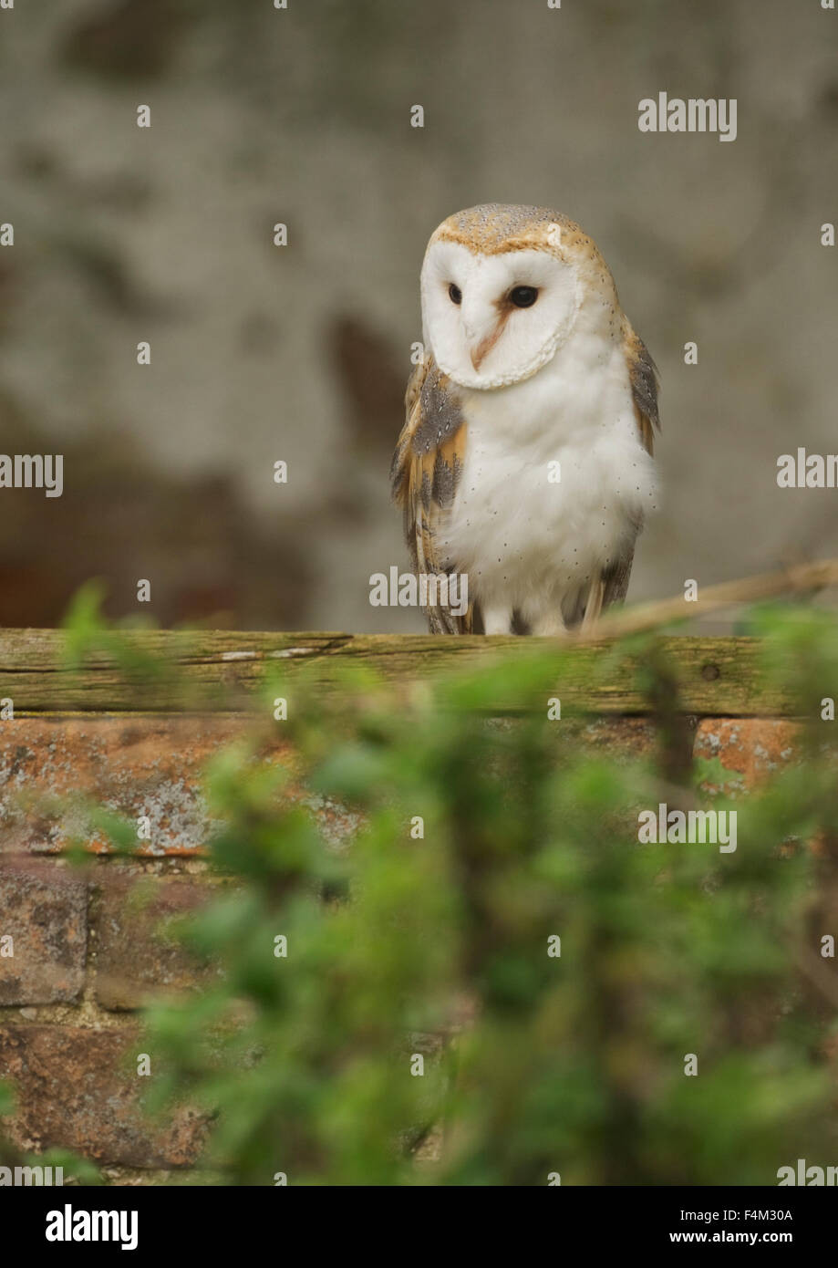 Tyto Alba Stockfotos & Tyto Alba Bilder - Alamy