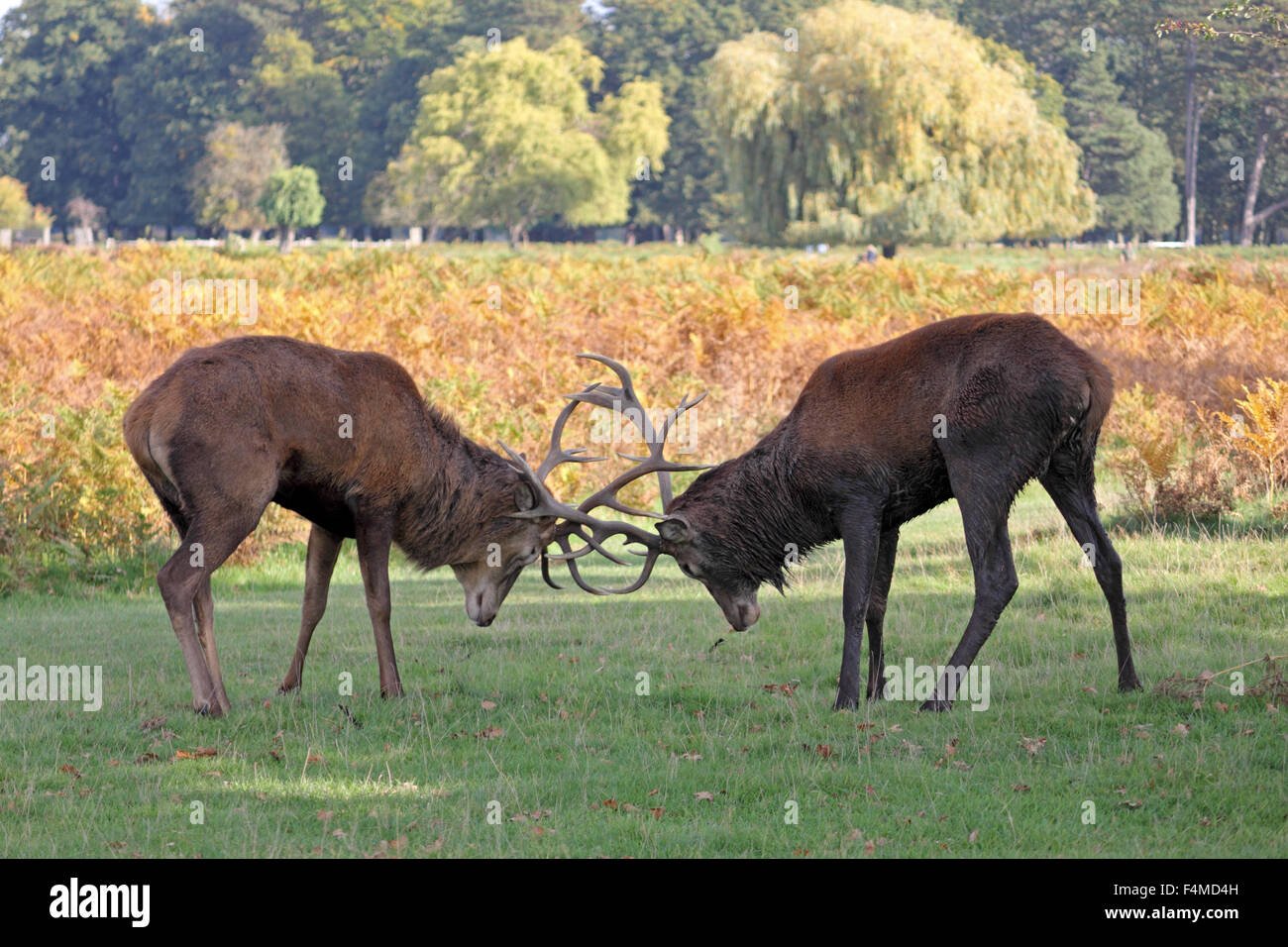 Rotwild zur brunftzeit -Fotos und -Bildmaterial in hoher Auflösung – Alamy