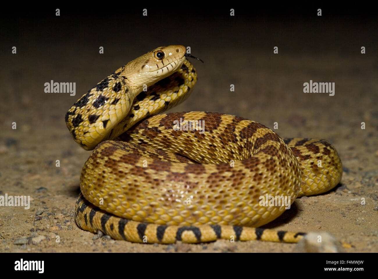 Pituophis catenifer -Fotos und -Bildmaterial in hoher Auflösung – Alamy