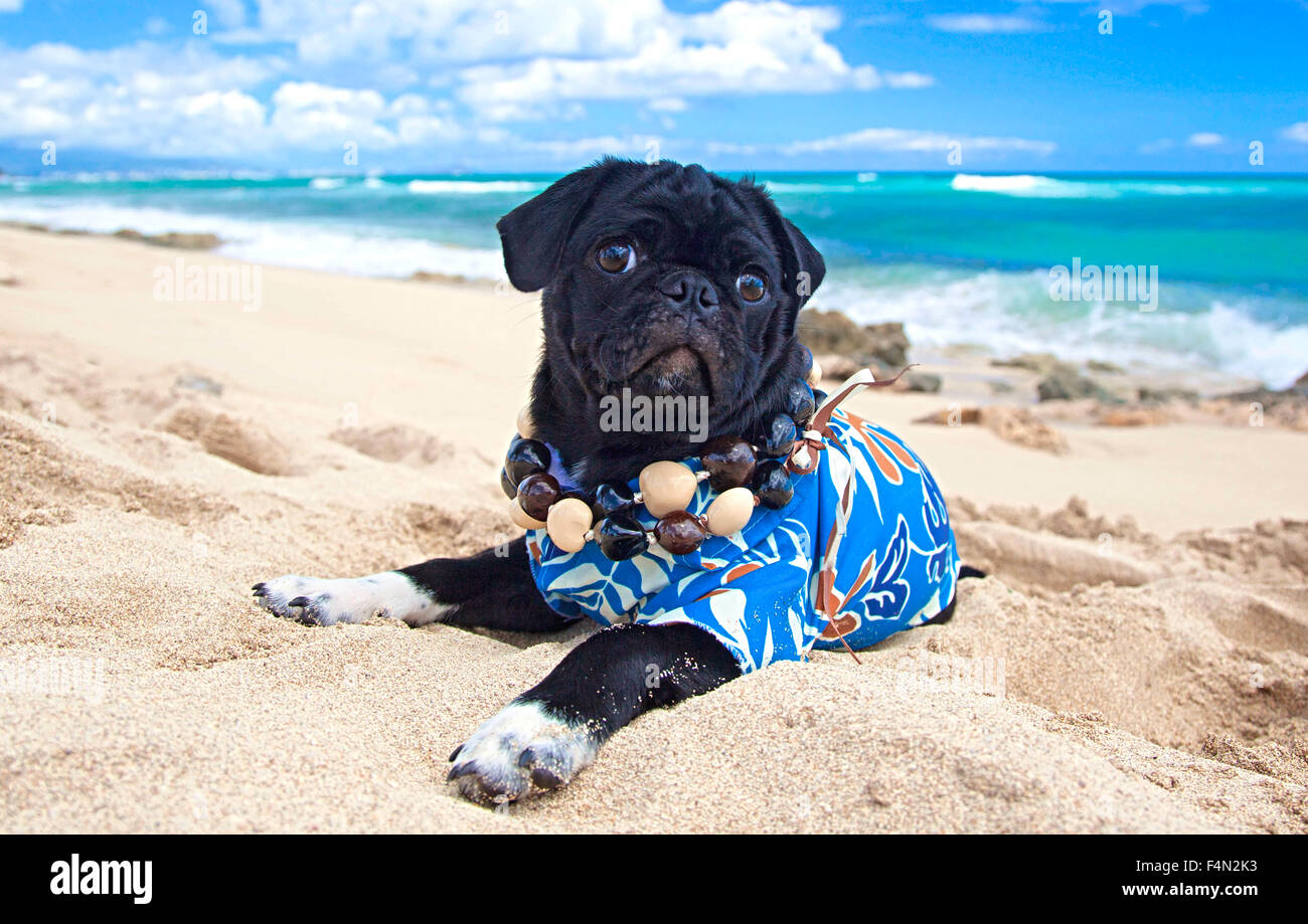 Mops am strand -Fotos und -Bildmaterial in hoher Auflösung – Alamy