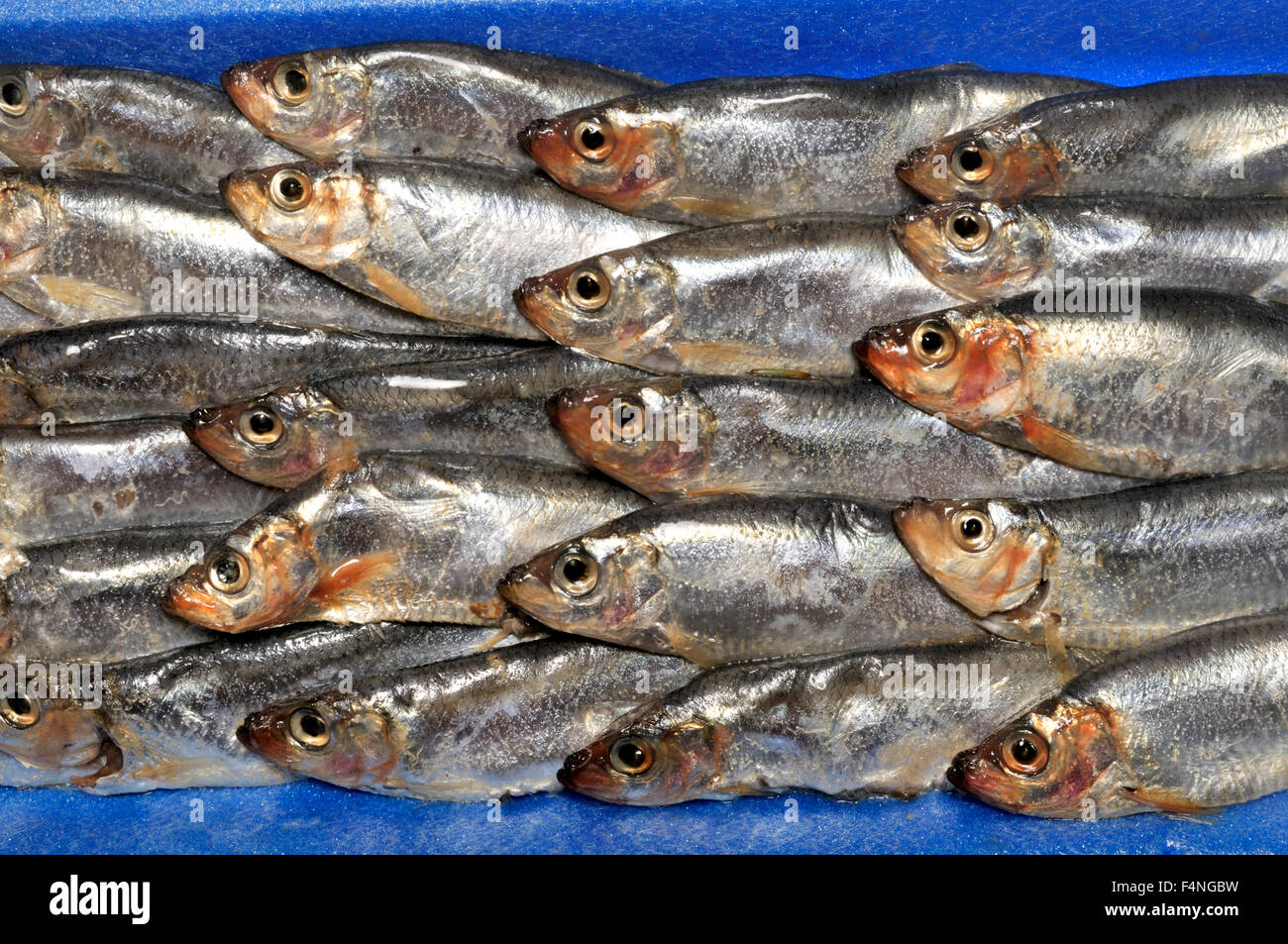 Roher sprottenfisch -Fotos und -Bildmaterial in hoher Auflösung – Alamy