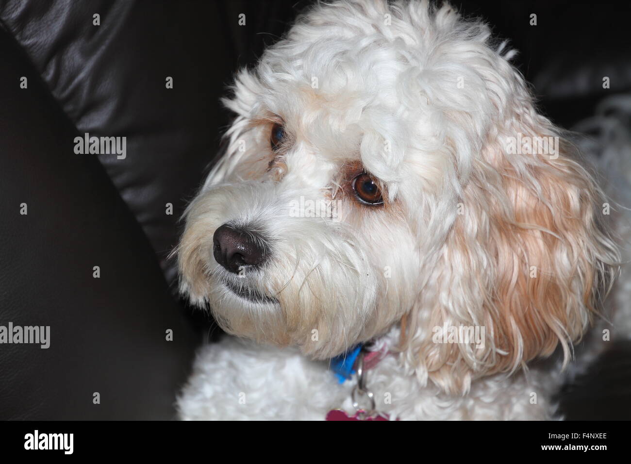 Kavalier könig charles spaniel pudel -Fotos und -Bildmaterial in hoher ...