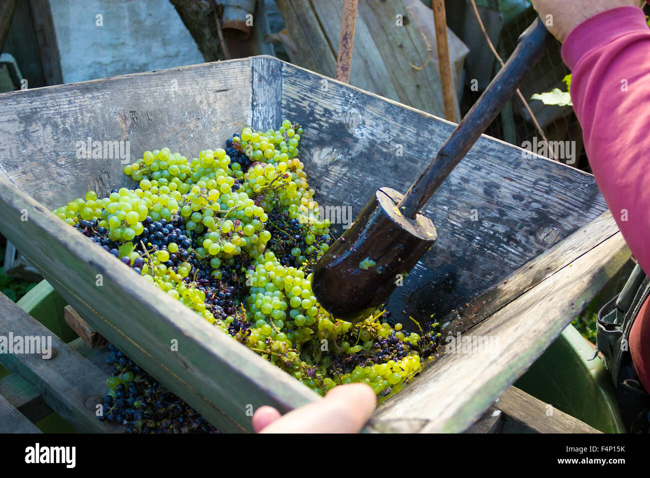 Hand squeezing grapes -Fotos und -Bildmaterial in hoher Auflösung – Alamy