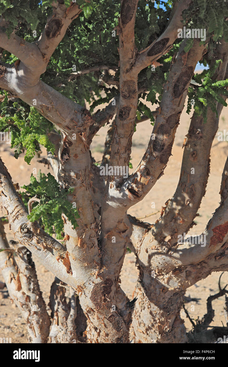 Boswellia sacra tree -Fotos und -Bildmaterial in hoher Auflösung – Alamy