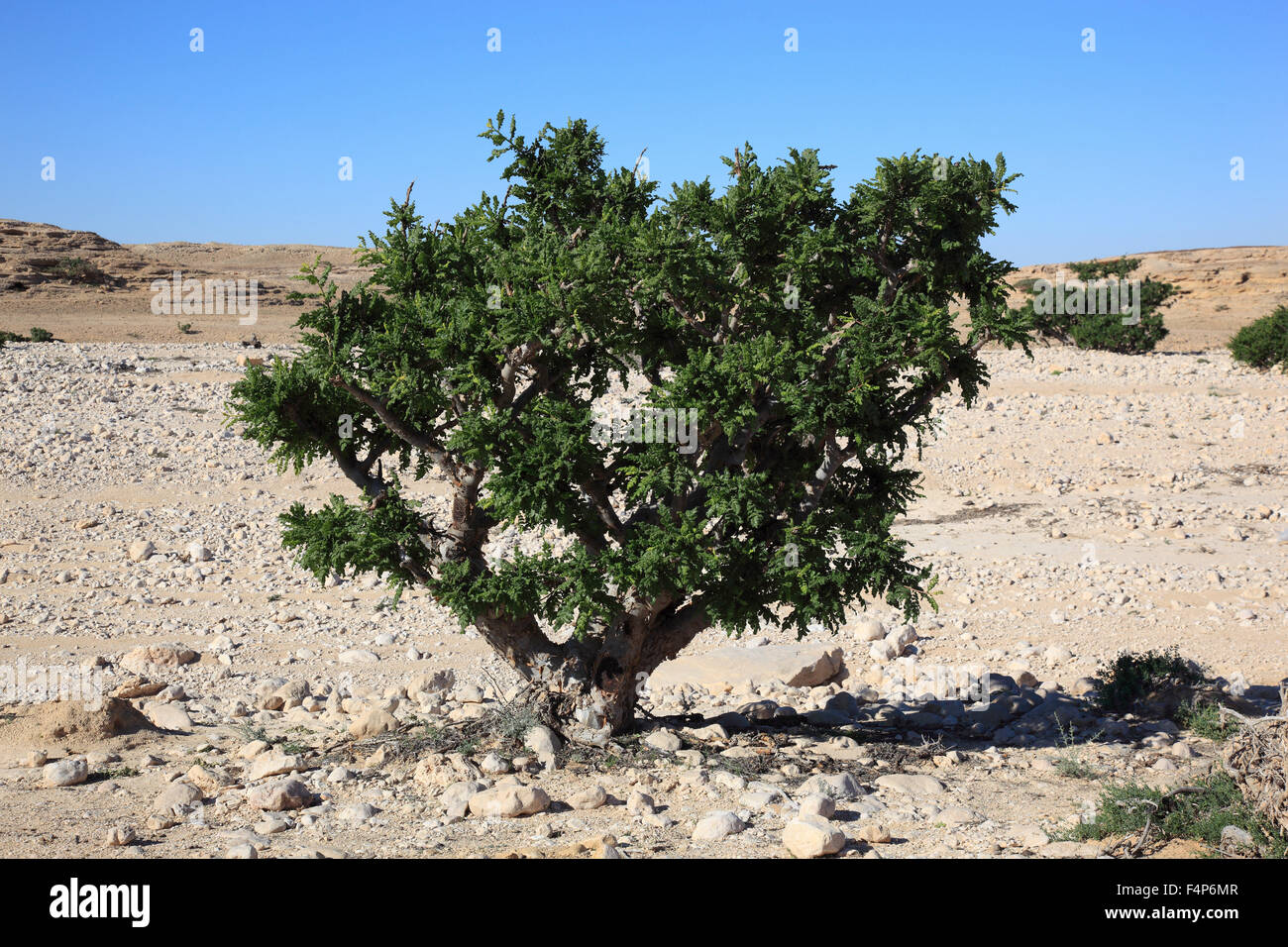 Wadi Dawqah, Weihrauch-Baum-Kulturen, UNESCO-Weltkulturerbe ...