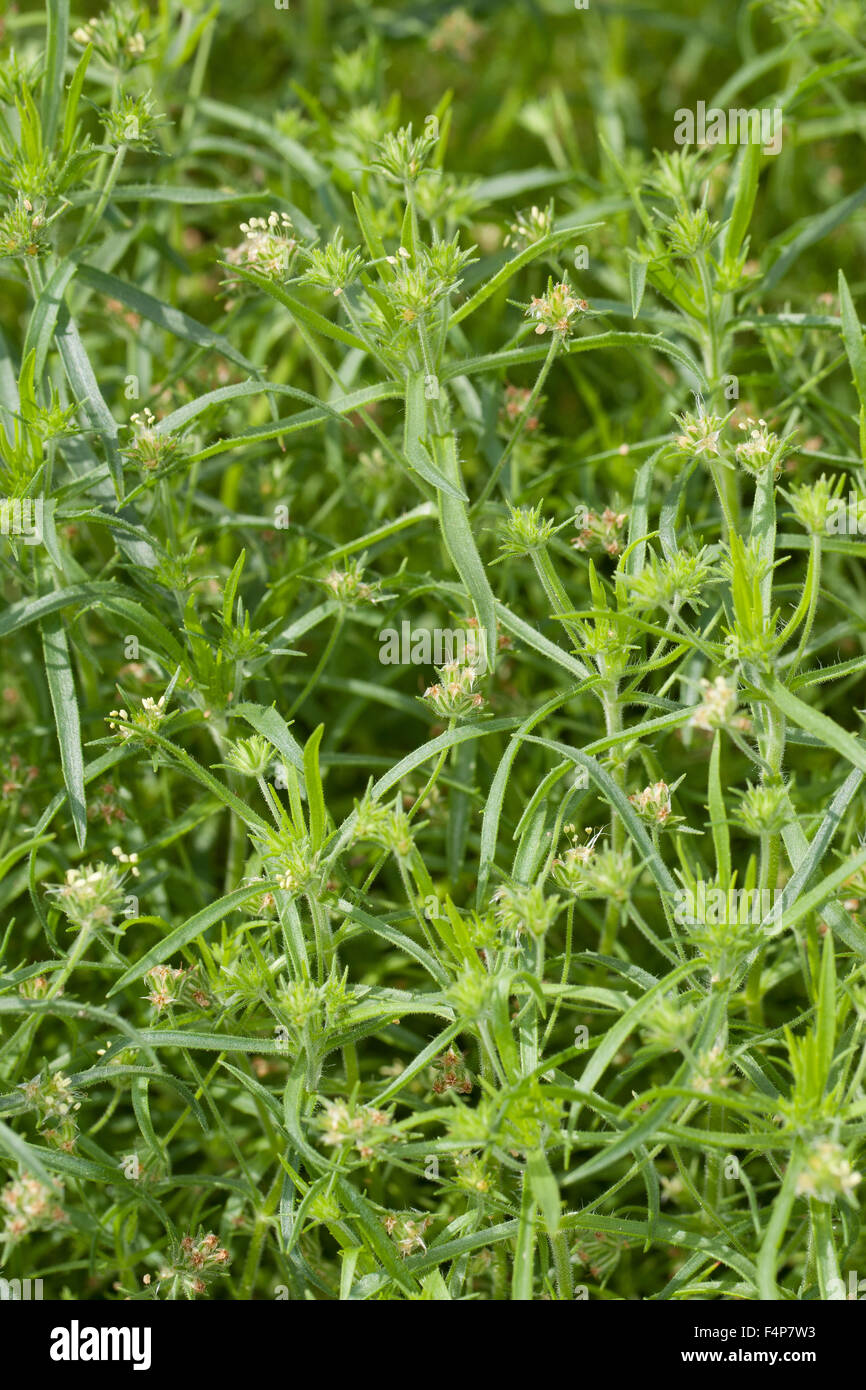 Flohsamen schwarz, dunkel Psyllium, Flohsamen, Flohsame, Schwarzer ...