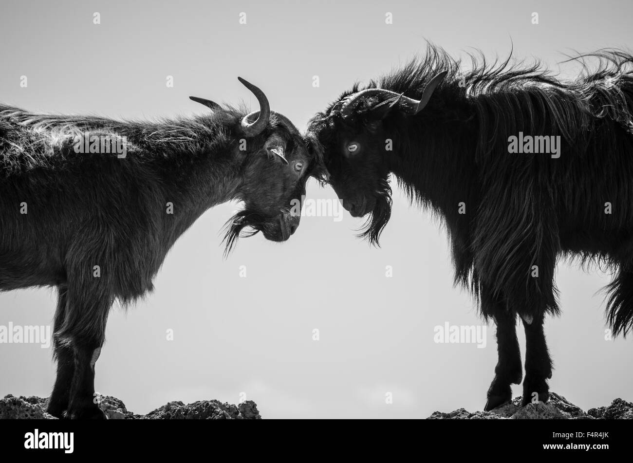 Goat fight -Fotos und -Bildmaterial in hoher Auflösung – Alamy