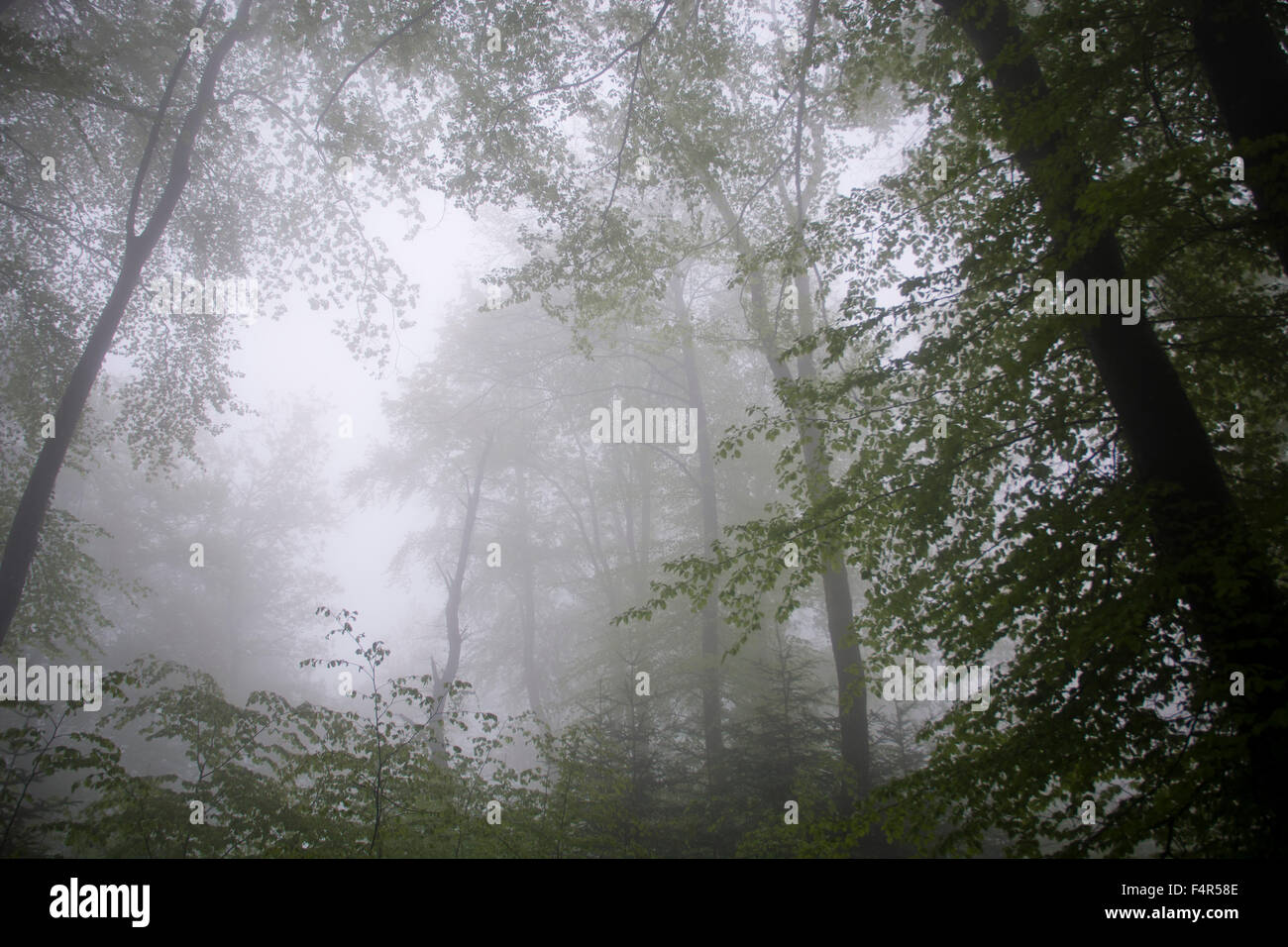 Schweiz buchen wald -Fotos und -Bildmaterial in hoher Auflösung – Alamy