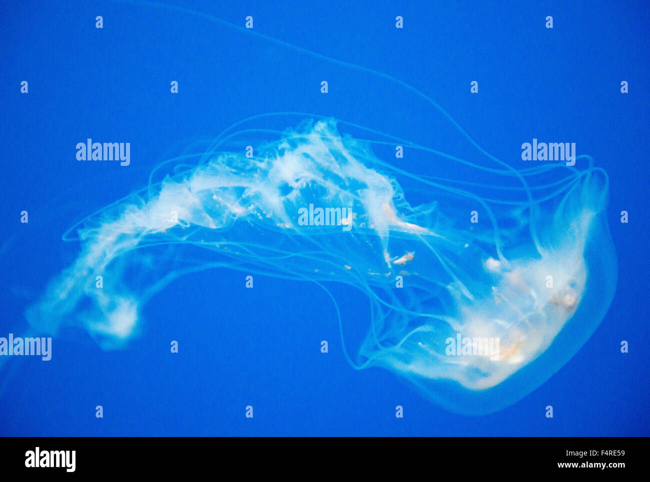 Quallen in einem tank -Fotos und -Bildmaterial in hoher Auflösung – Alamy