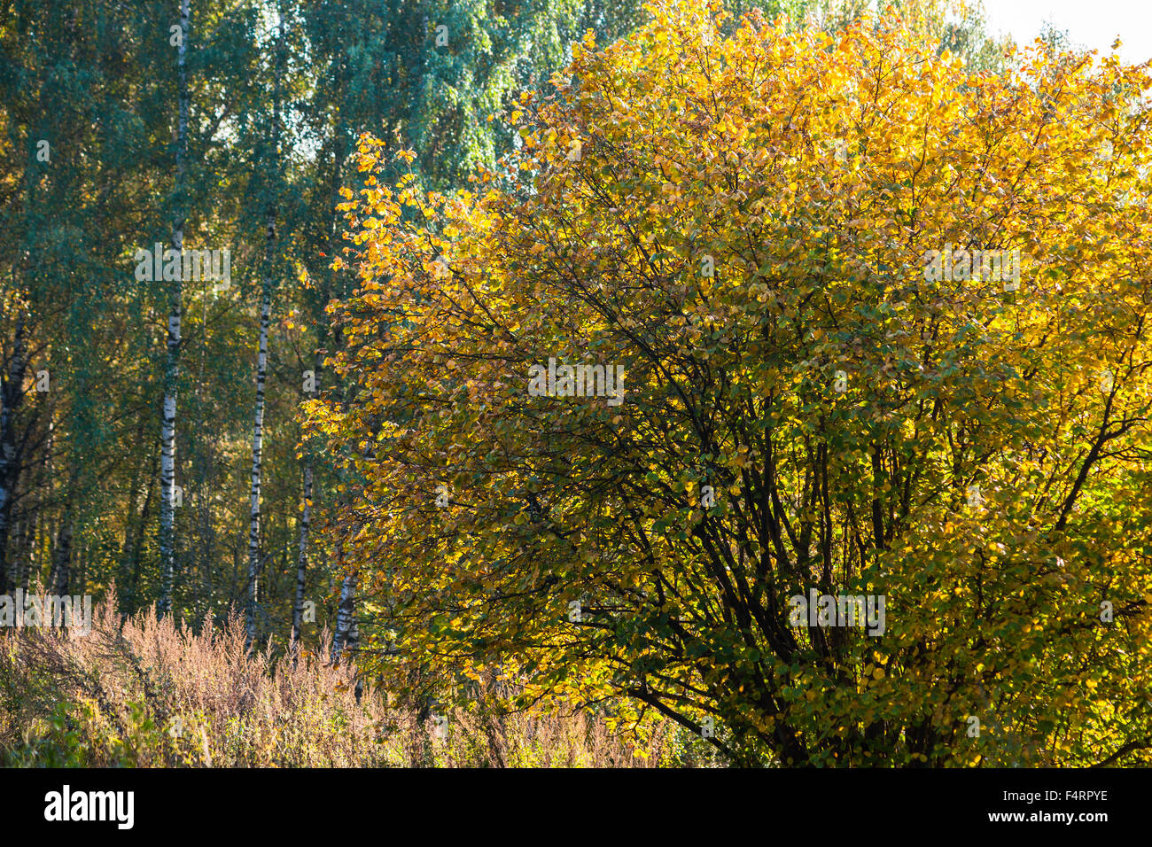 Baum Hasel Stockfotos und -bilder Kaufen - Alamy
