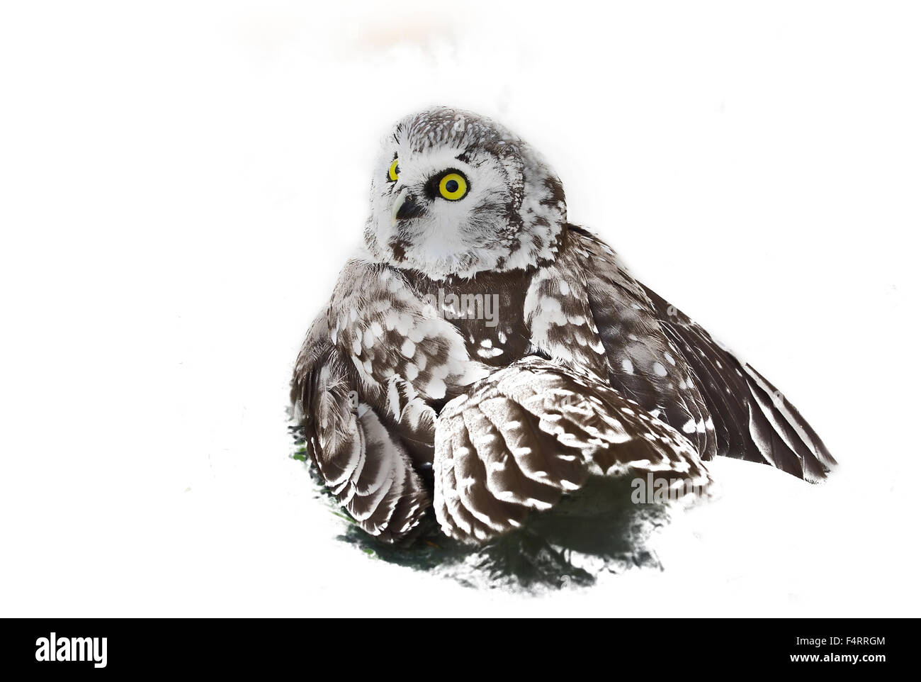 Eule mit kopf gedreht -Fotos und -Bildmaterial in hoher Auflösung ...