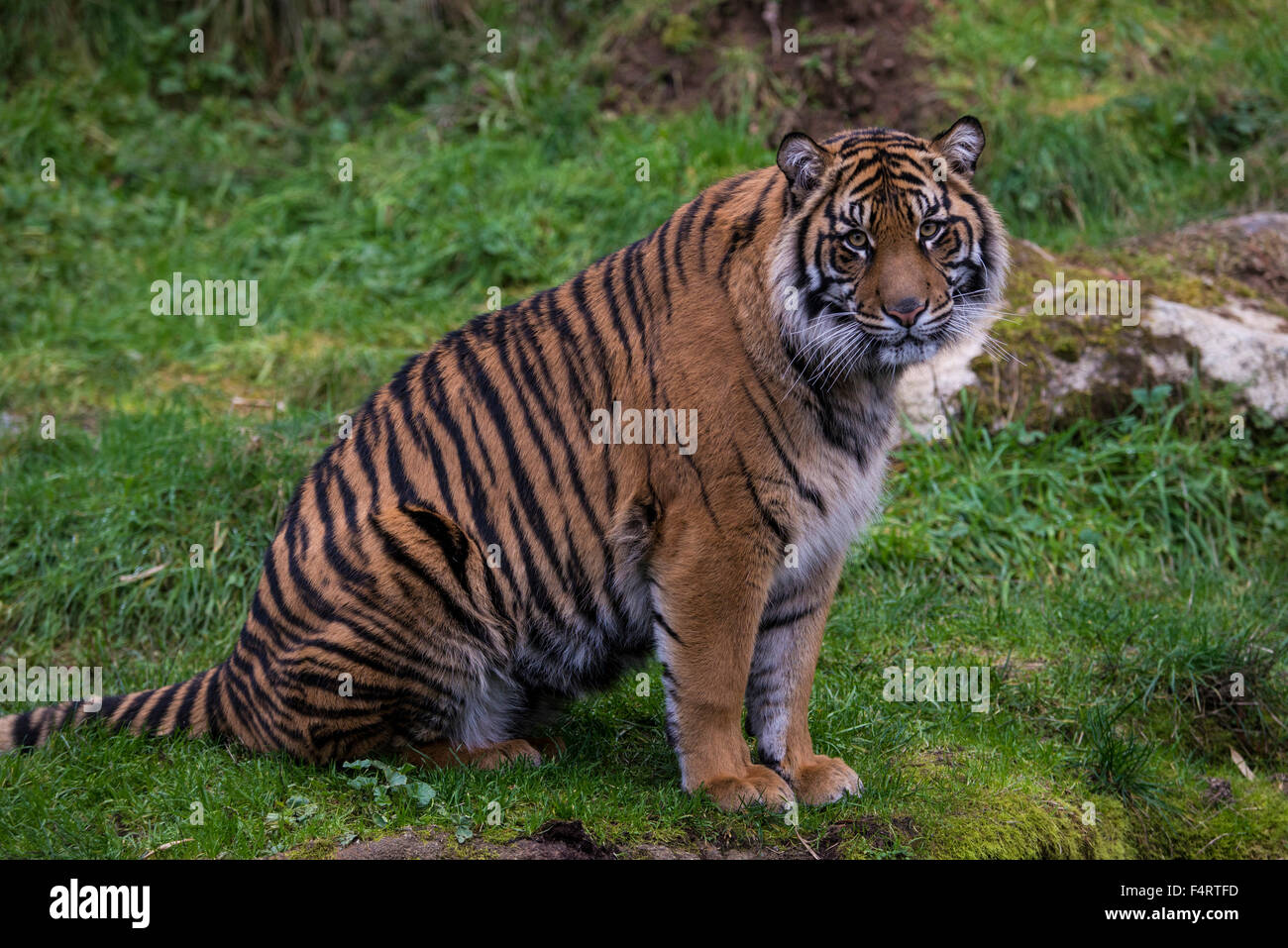 Panzer tiger -Fotos und -Bildmaterial in hoher Auflösung – Alamy
