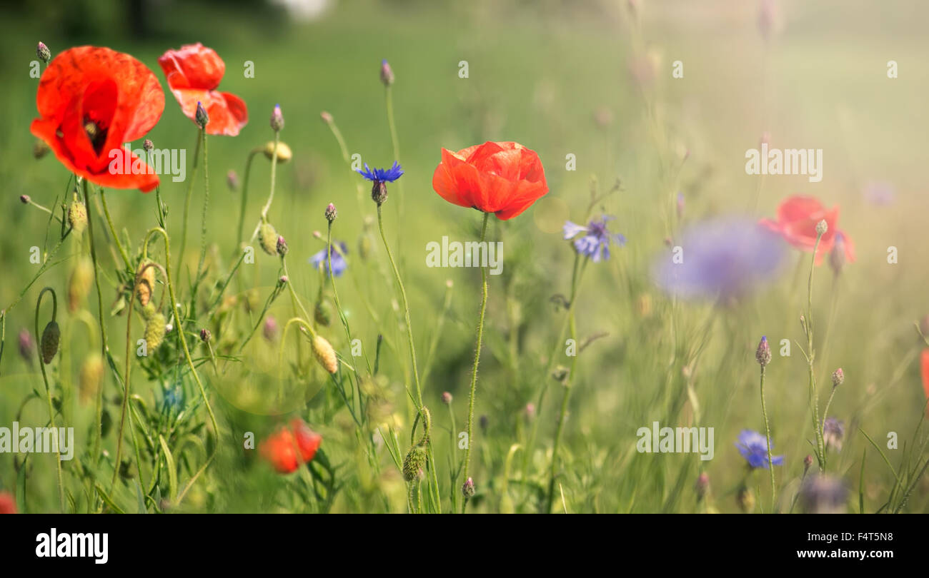 Eine wiese -Fotos und -Bildmaterial in hoher Auflösung – Alamy