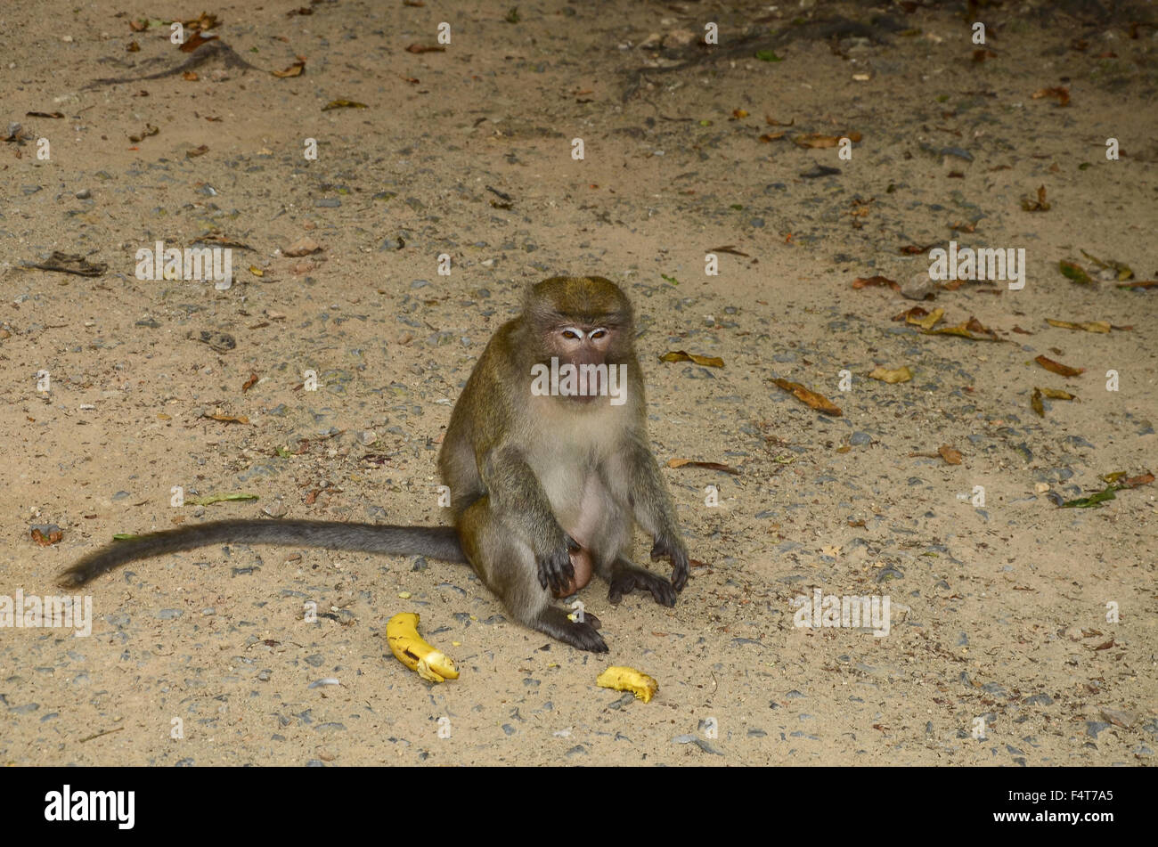 Affe sitzt -Fotos und -Bildmaterial in hoher Auflösung – Alamy