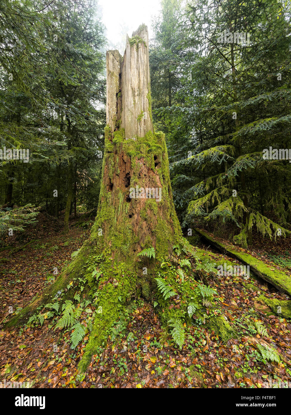 Fichte im wald -Fotos und -Bildmaterial in hoher Auflösung – Alamy