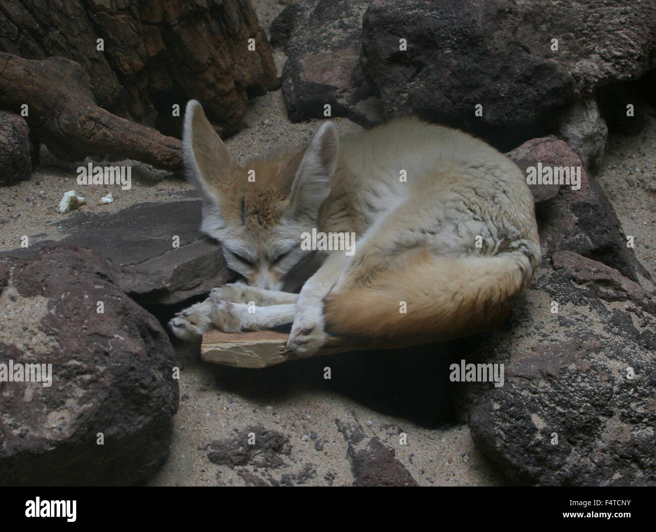 Nordafrikanischer saharan fennek fuchs -Fotos und -Bildmaterial in ...