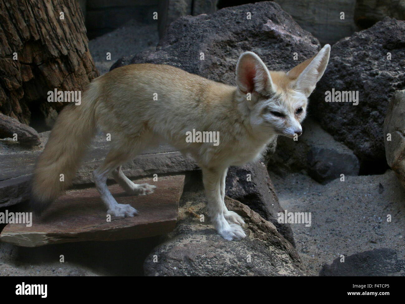 Fennek Fuchs Fennecus Zerda Stockfotos und -bilder Kaufen - Alamy