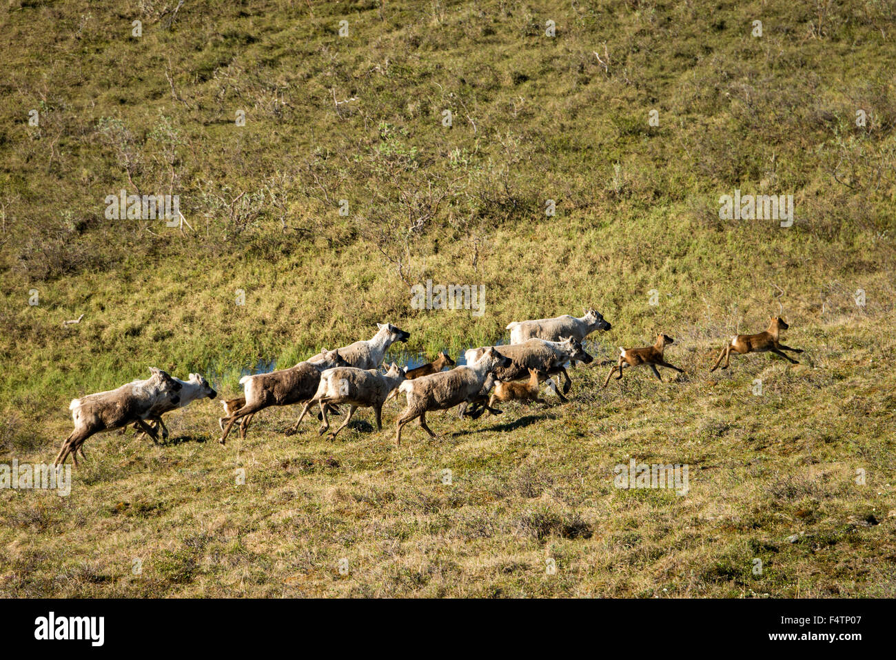 R tarandus karibus -Fotos und -Bildmaterial in hoher Auflösung – Alamy