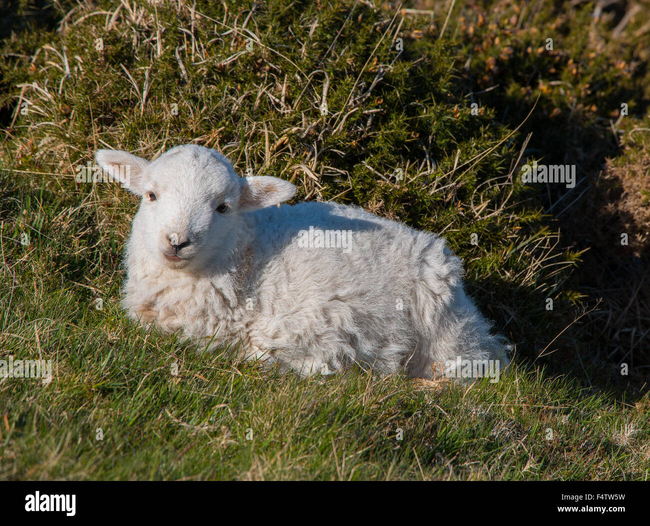 Tiere von snowdonia -Fotos und -Bildmaterial in hoher Auflösung – Alamy