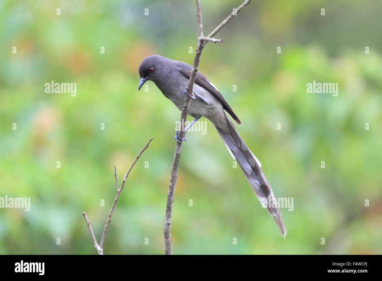 Long-tailed Sibia (Heterophasia Picaoides) in Malaysia Stockfotografie - Alamy