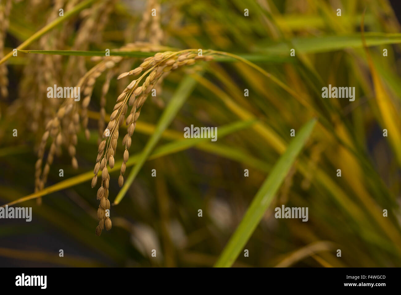 Rice plant -Fotos und -Bildmaterial in hoher Auflösung – Alamy
