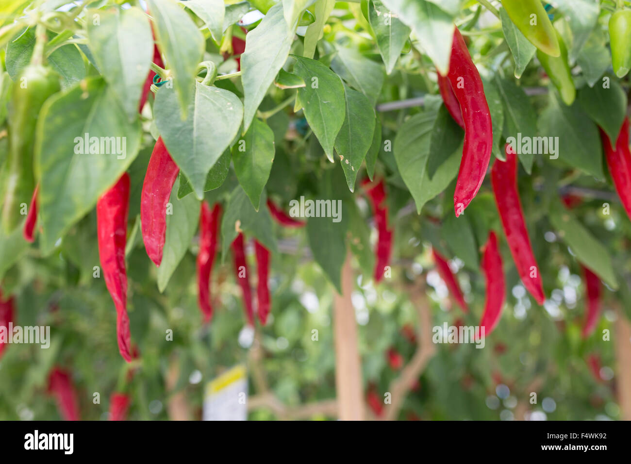 Heiße rote chili -Fotos und -Bildmaterial in hoher Auflösung – Alamy