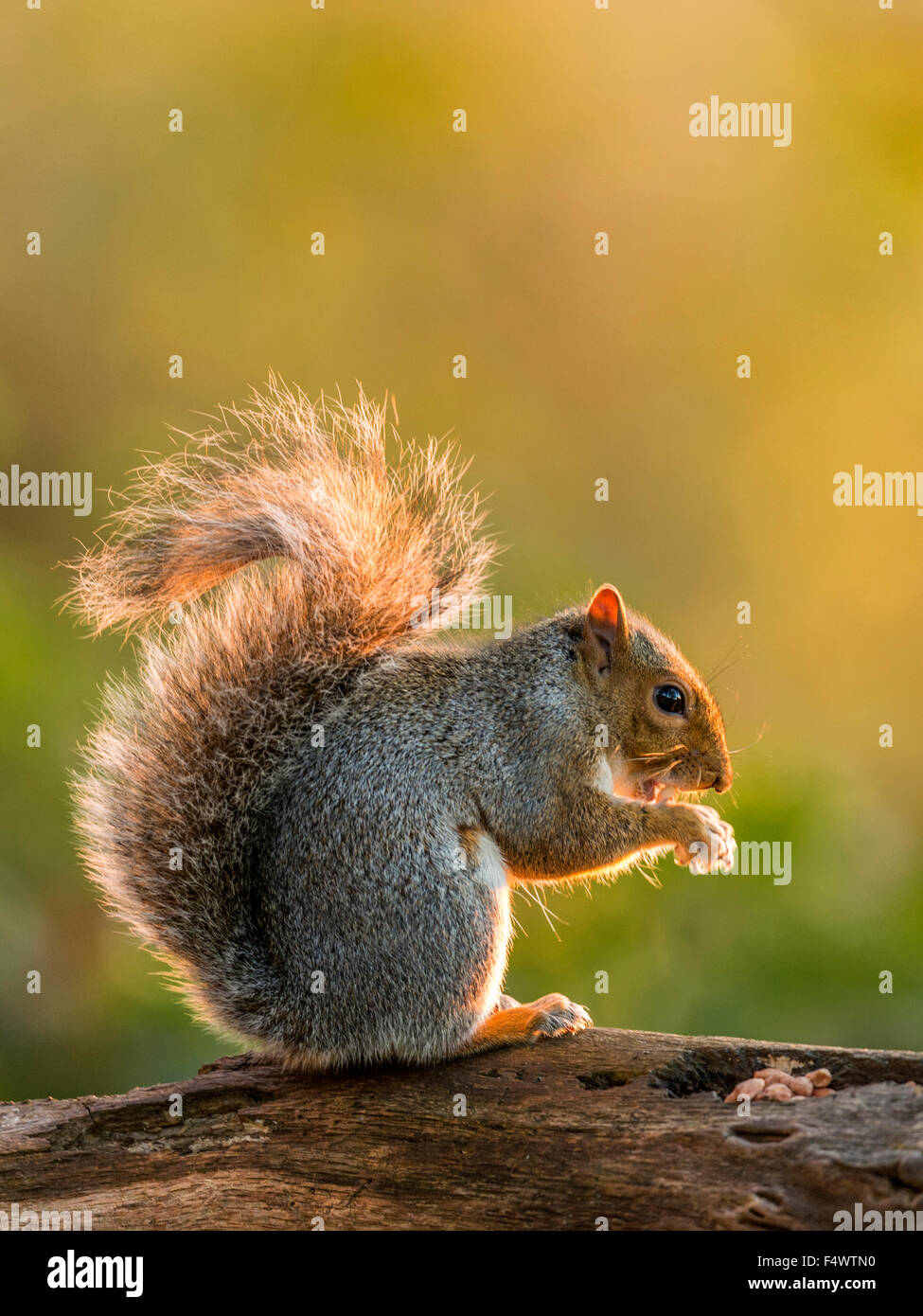 Einzelne graue Eichhörnchen (Sciurus Carolinensis) Nahrungssuche in ...