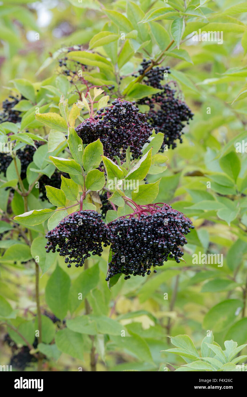 Sambucus Nigra. Holunder Frucht auf einem Baum Stockfotografie - Alamy