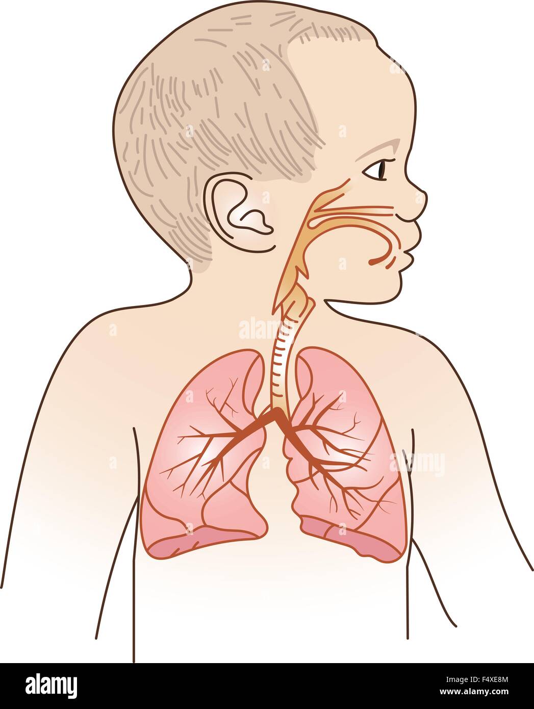 Vektor-Illustration ein Kind Atemwege Organe Stock-Vektorgrafik - Alamy