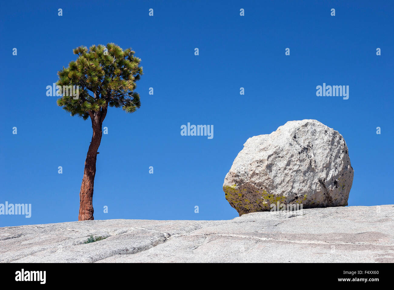 Baum auf felsen -Fotos und -Bildmaterial in hoher Auflösung - Seite 3 ...