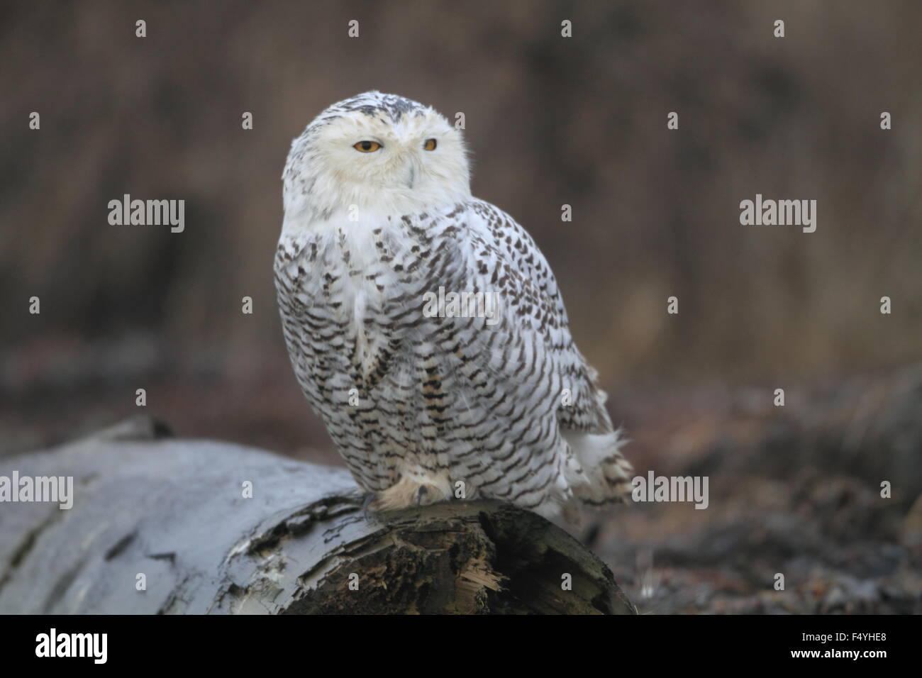 Die schnee eule -Fotos und -Bildmaterial in hoher Auflösung – Alamy