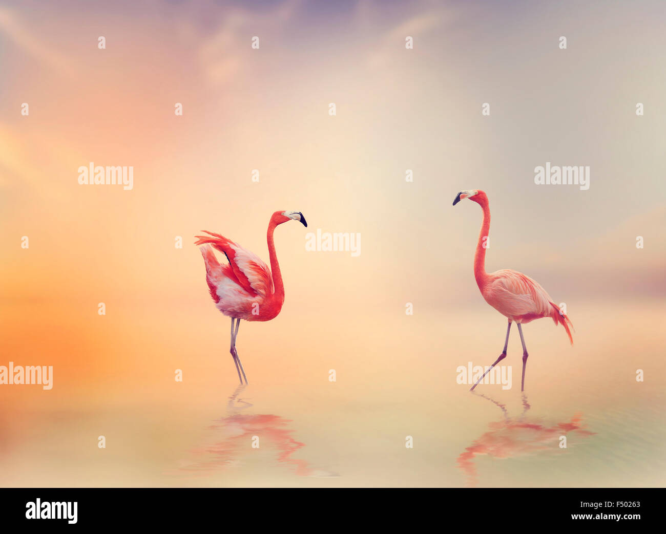 Zwei Flamingos in den See bei Sonnenuntergang Stockfotografie - Alamy