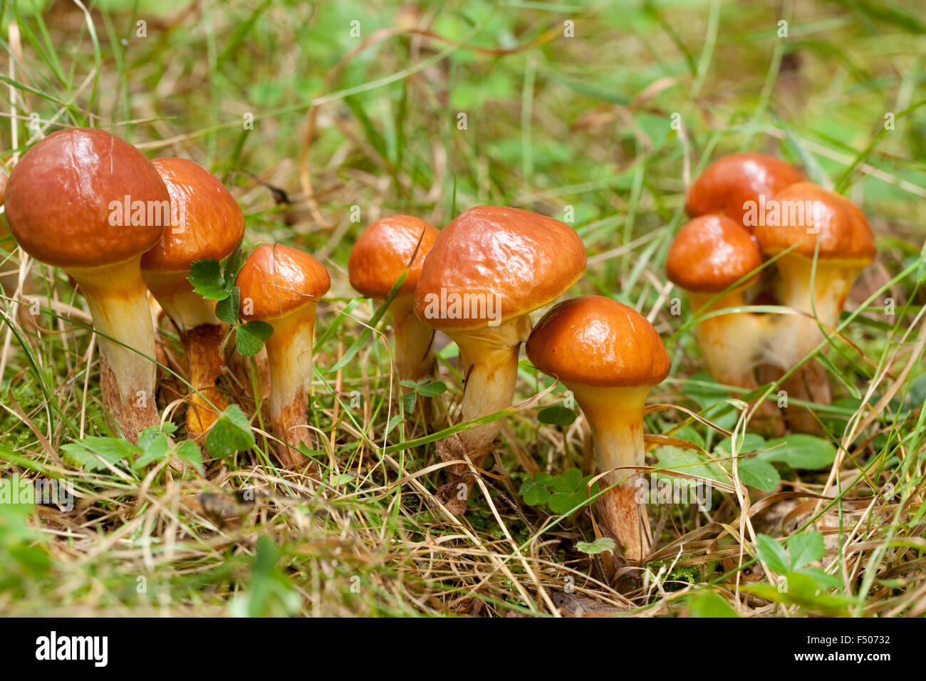 essbare Pilze (Suillus Grevillei) im Wald Stockfotografie - Alamy