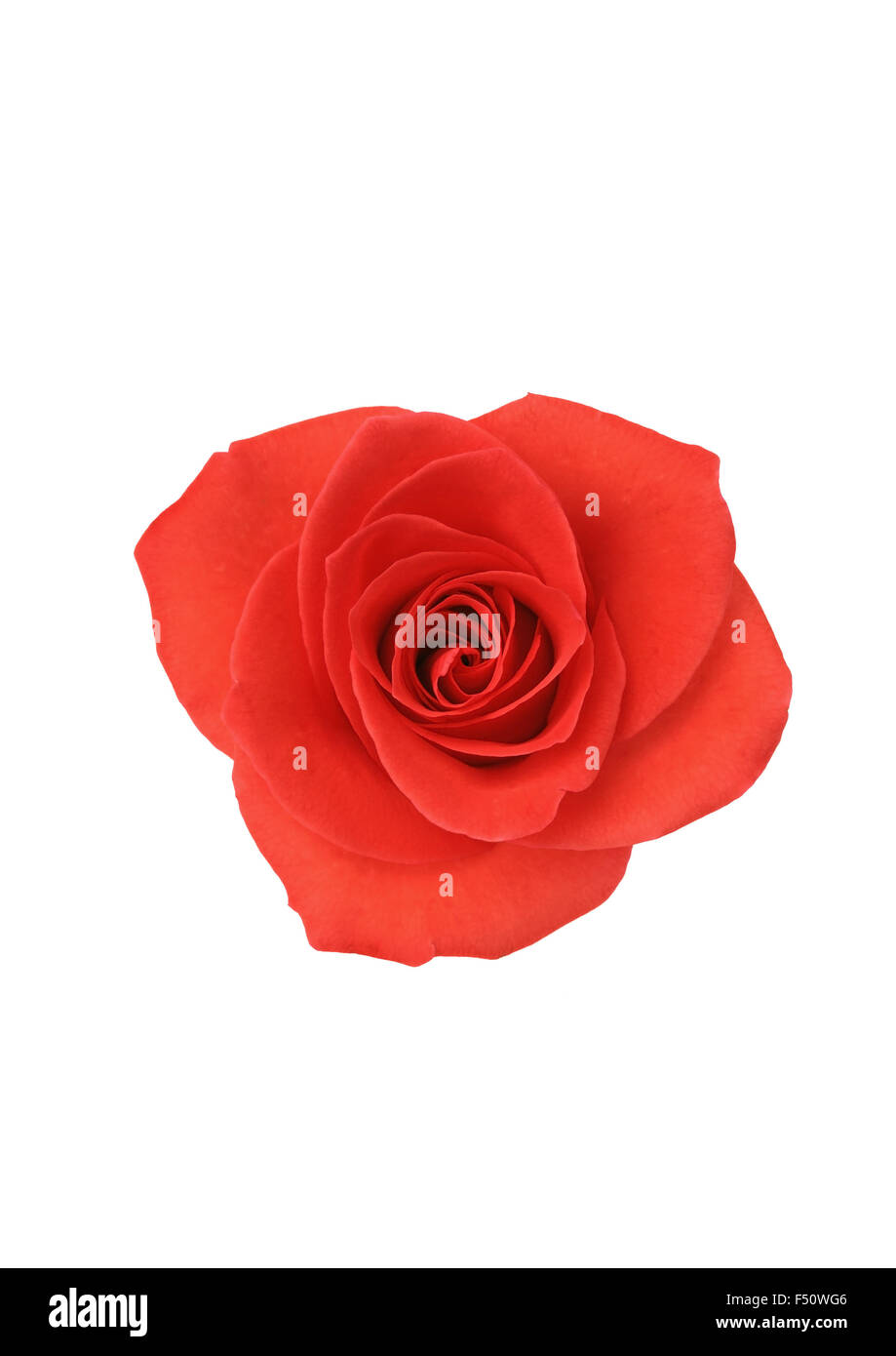 Eine rose zum geburtstag -Fotos und -Bildmaterial in hoher Auflösung ...