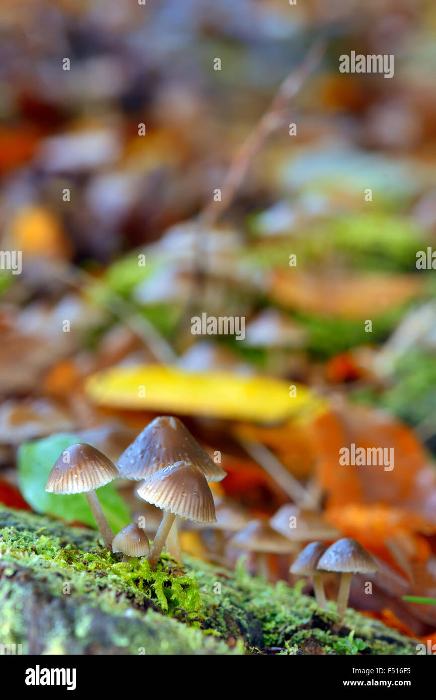 Wald champignon -Fotos und -Bildmaterial in hoher Auflösung – Alamy
